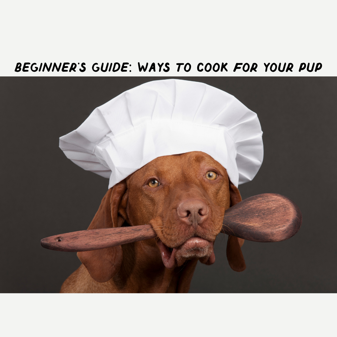 Beginner’s Guide: Ways to Cook for Your Pup – Furever Pup Club