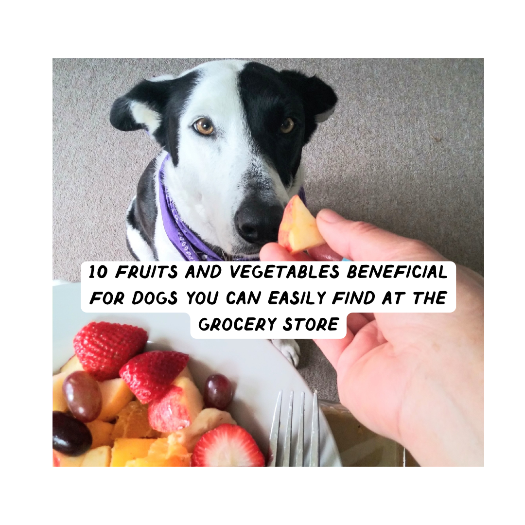 10 Fruits and Vegetables Beneficial for Dogs You Can Easily Find at th ...