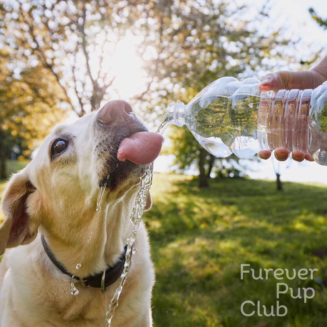 The Importance of Adding Water to Your Dog's Food – Furever Pup Club