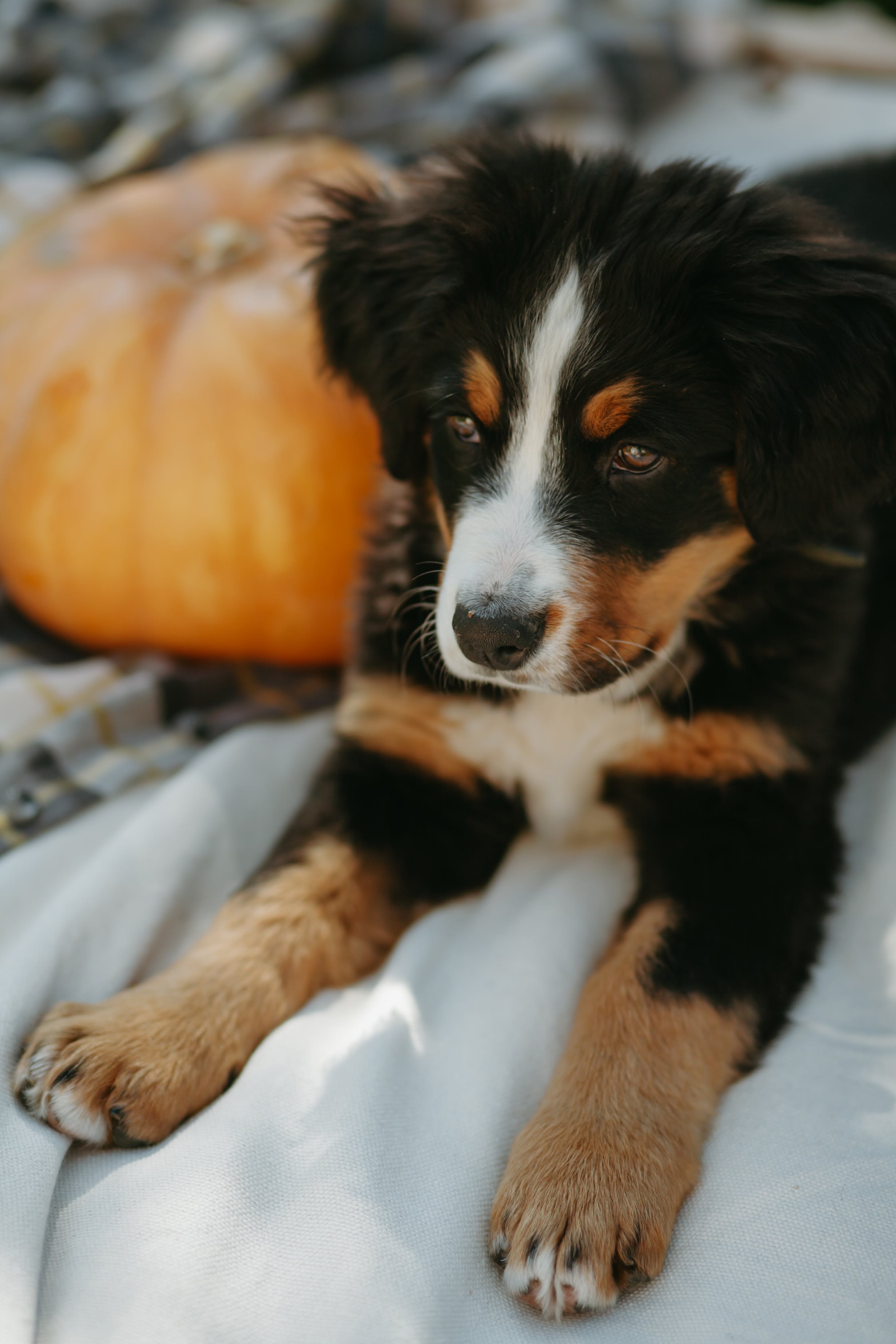 A Guide to Dog-Friendly Pumpkin Products – Furever Pup Club